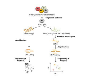 翌圣生物新品上市：单细胞测序关键酶——phi29 DNA聚合酶_新浪新闻