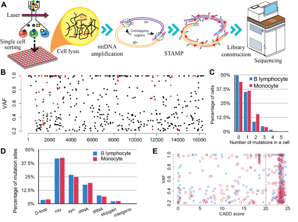 开发单细胞线粒体DNA测序技术研究获进展_手机新浪网