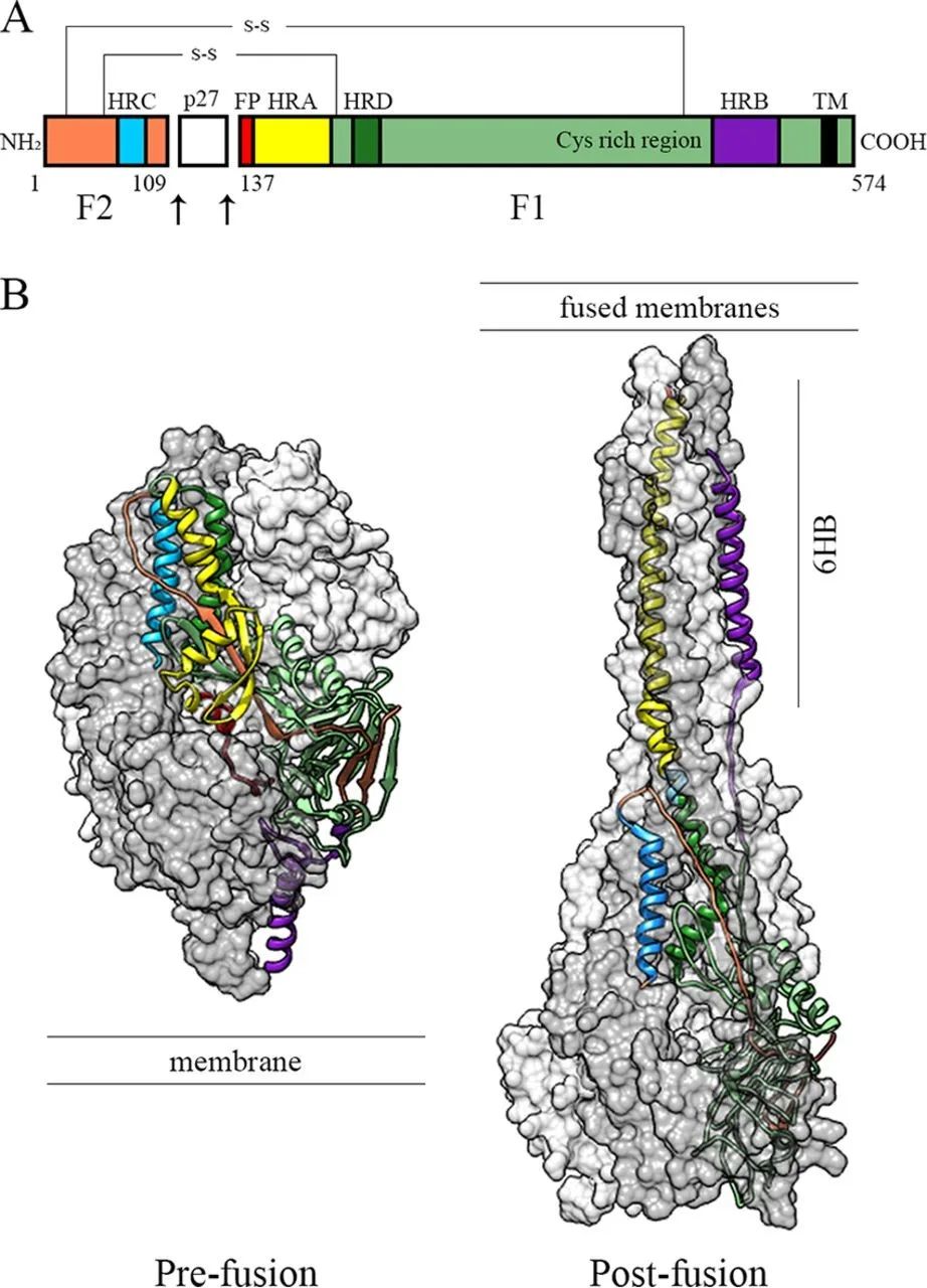 结构专家又添新作：经抗体验证的RSV Pre & Post F蛋白_新浪财经_新浪网