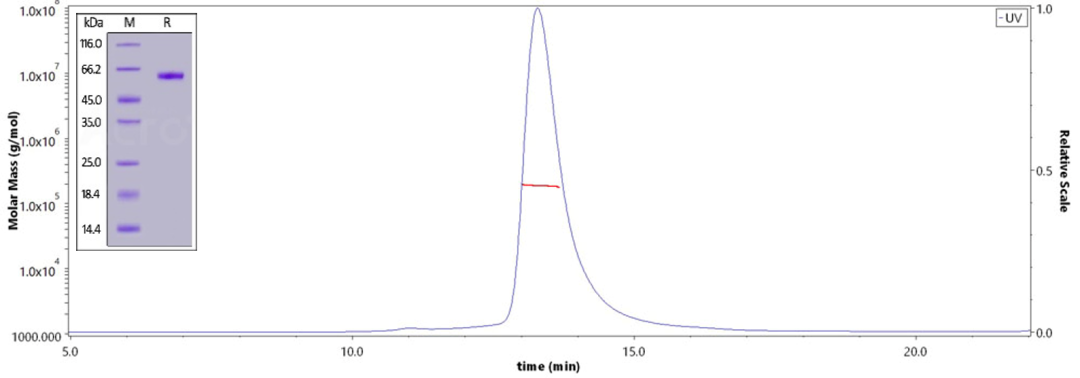 结构专家又添新作：经抗体验证的RSV Pre & Post F蛋白_新浪财经_新浪网