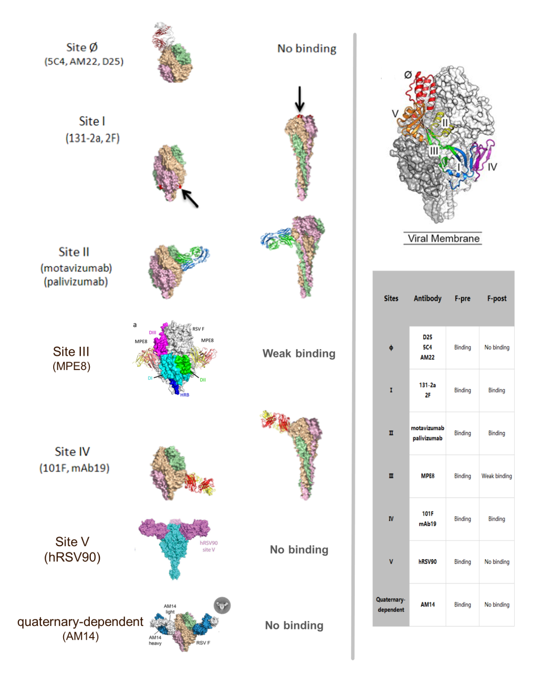 结构专家又添新作：经抗体验证的RSV Pre & Post F蛋白_新浪财经_新浪网
