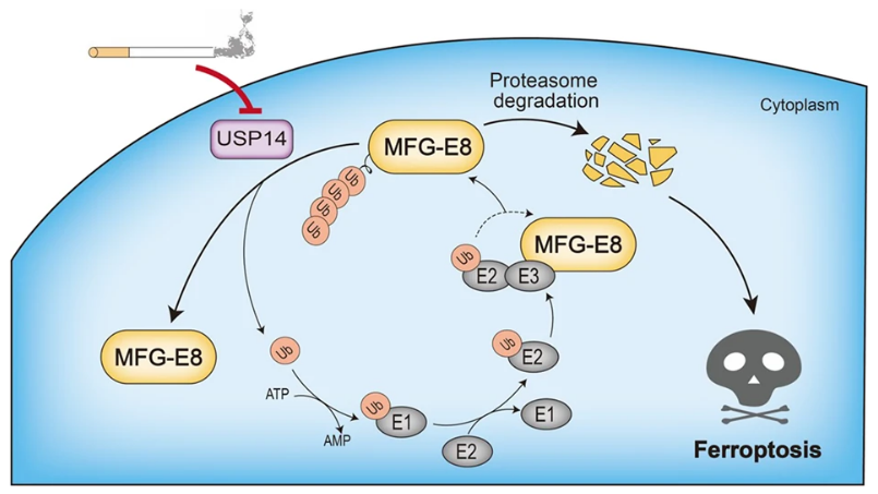 医药前沿│nature子刊：USP14 稳定的 MFG-E8 可抑制支气管上皮细胞铁死亡|疾病_新浪财经_新浪网
