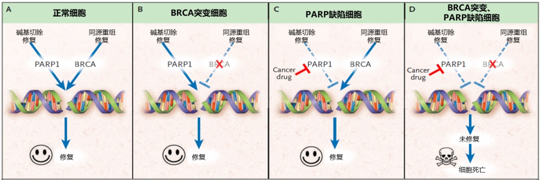 FDA出手！接连撤回PARP抑制剂卵巢癌部分适应症！|FDA_新浪财经_新浪网