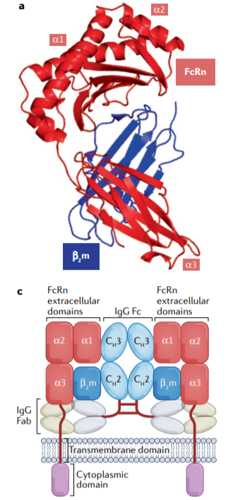 带你了解新生儿Fc受体（FcRn）|外显子_新浪财经_新浪网