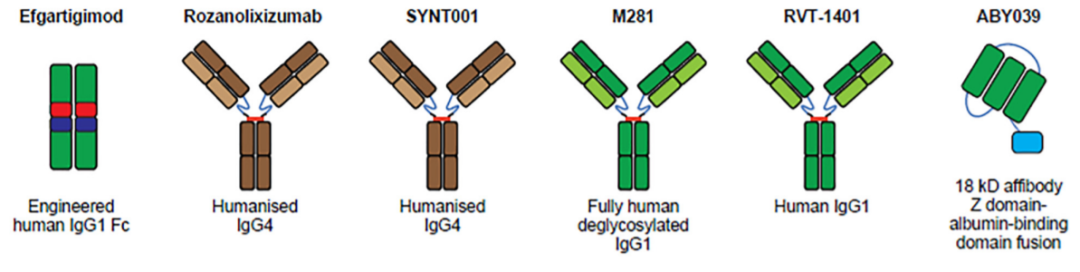 带你了解新生儿Fc受体（FcRn）_手机新浪网
