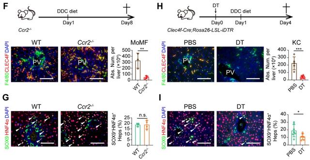 上海科学家揭示炎症信号通过诱导肝细胞去分化促进肝脏再生|基因_新浪财经_新浪网