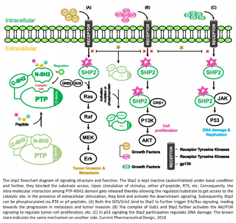 不可成药→明星靶点→大厂退货，SHP2抑制剂的未来在哪里？|肿瘤_新浪财经_新浪网