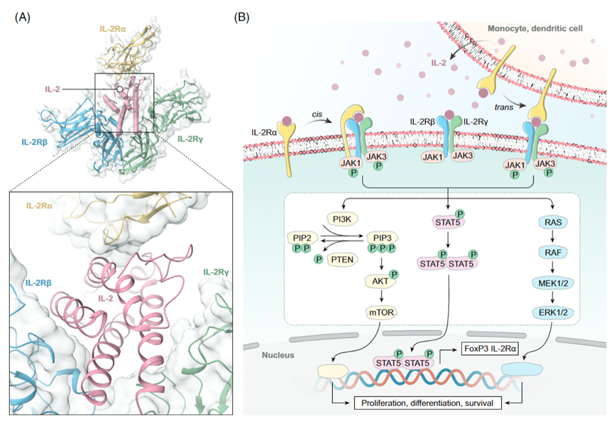 CD25:肿瘤免疫治疗的新方向|肿瘤_新浪财经_新浪网