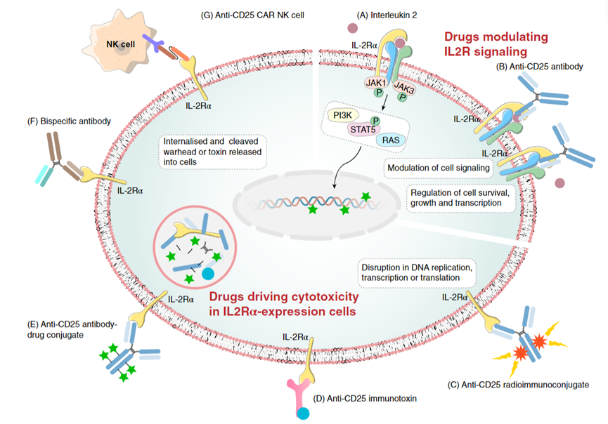 CD25:肿瘤免疫治疗的新方向|肿瘤_新浪财经_新浪网