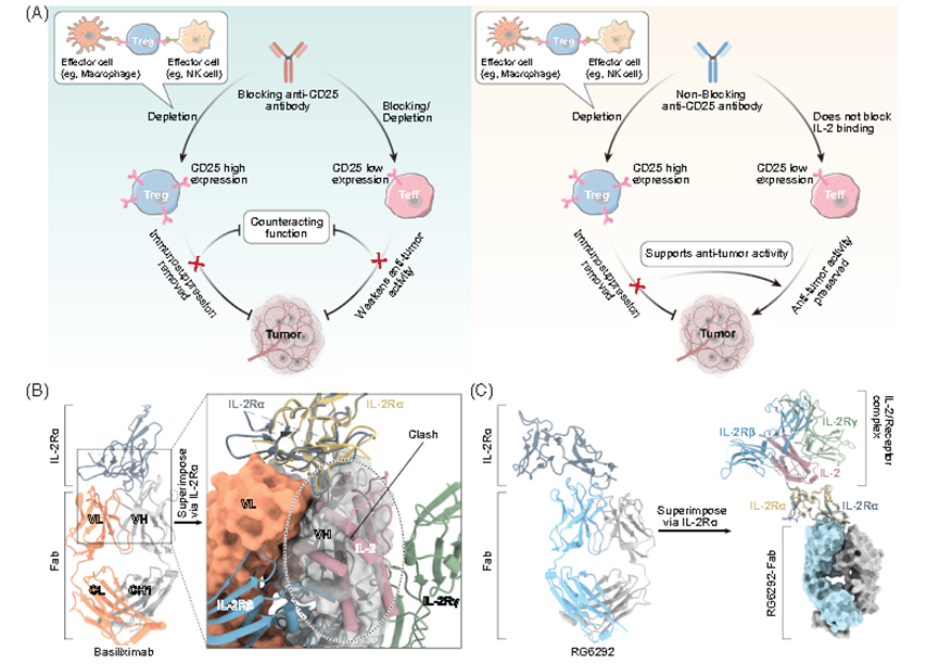CD25:肿瘤免疫治疗的新方向|肿瘤_新浪财经_新浪网