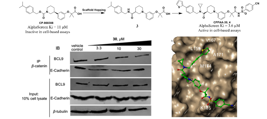 靶向β-catenin与BCL9的蛋白与蛋白相互作用|肿瘤_新浪财经_新浪网