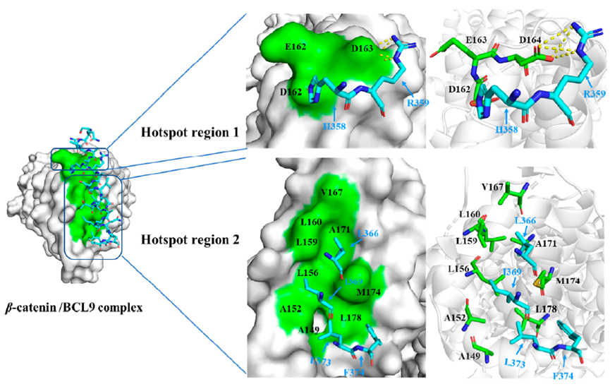 靶向β-catenin与BCL9的蛋白与蛋白相互作用|肿瘤_新浪财经_新浪网