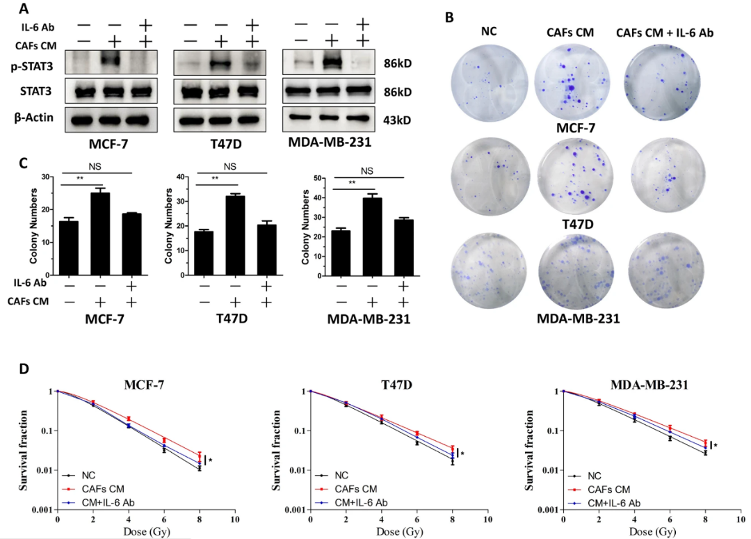 医药前沿│nature子刊：CAF通过旁分泌 IL-6 诱导乳腺癌细胞的生长和放射抗性|肿瘤_新浪财经_新浪网
