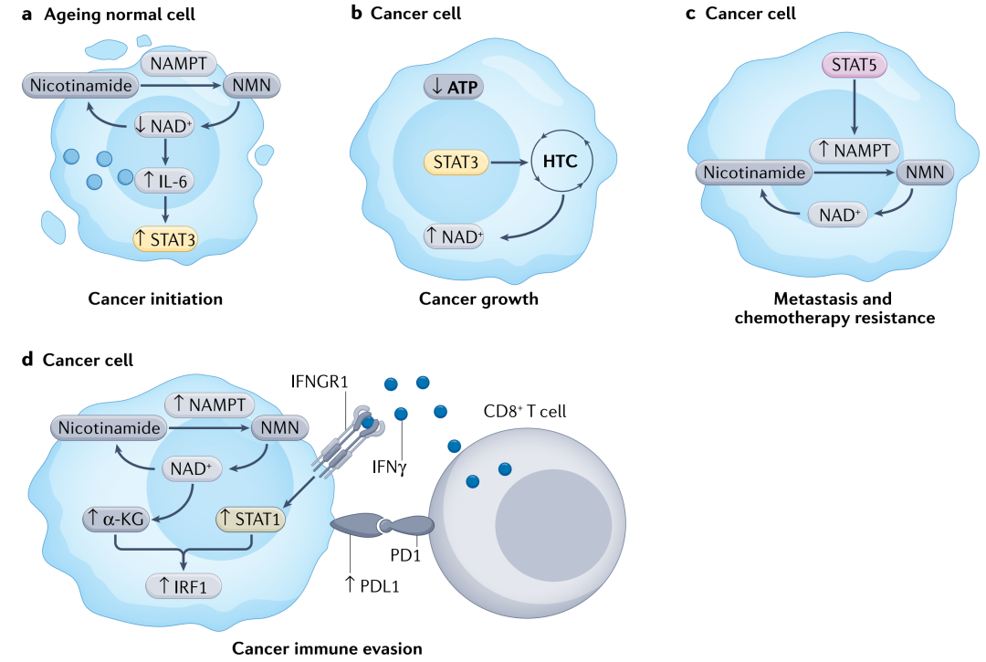 STAT调控肿瘤能量代谢|肿瘤_新浪财经_新浪网