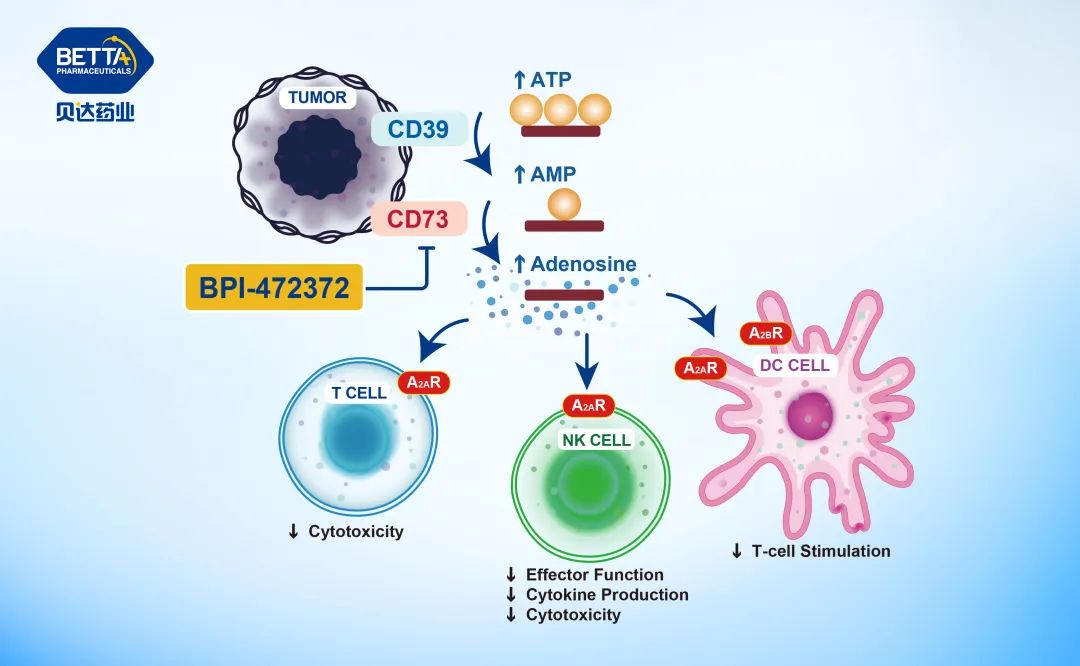 贝达药业CD73小分子抑制剂BPI-472372获批开展临床试验|肿瘤_新浪财经_新浪网
