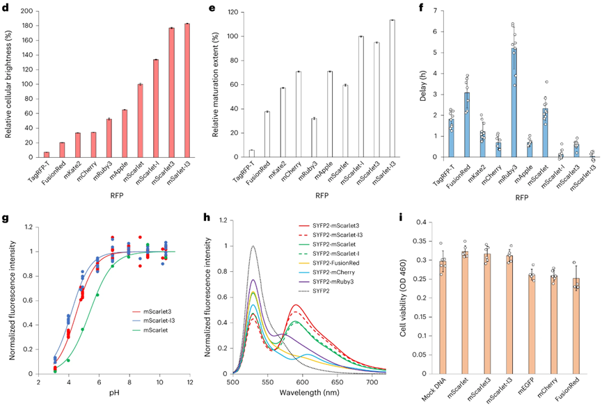 Nature Methods||用于分子成像的超高亮度及快速成熟的单体红色荧光蛋白|活细胞_新浪财经_新浪网