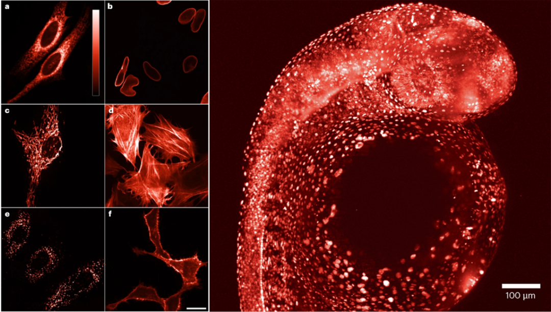Nature Methods||用于分子成像的超高亮度及快速成熟的单体红色荧光蛋白|活细胞_新浪财经_新浪网