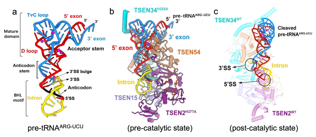 Molecular Cell：施一公团队揭示人源tRNA剪接内切酶识别和剪切前体tRNA内含子的分子机理|西湖大学_新浪财经_新浪网