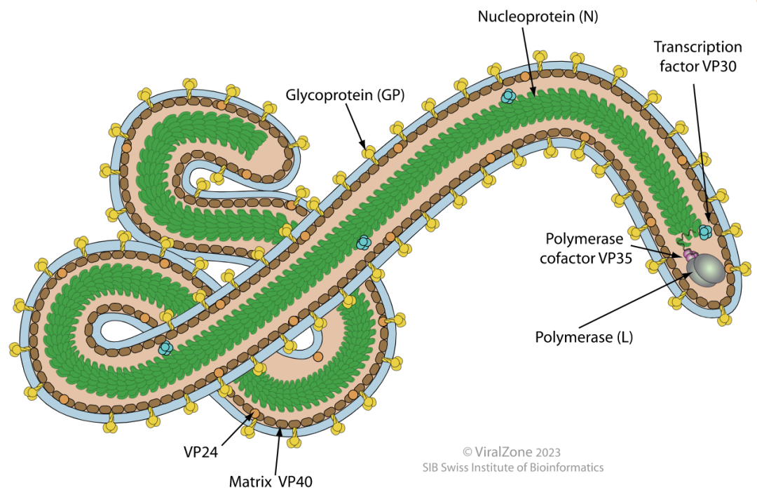 赤道几内亚又确认马尔堡病毒病患者，之江生物已有多批Marburg检测试剂发往海外|赤道几内亚_新浪财经_新浪网