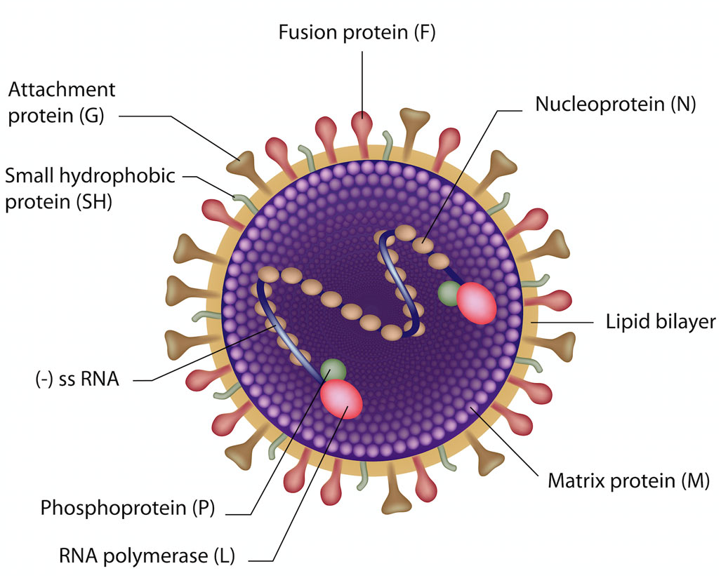 NEJM：RSV早发！高发！60年疫苗研发，百亿美金市场角逐开始|高发_新浪财经_新浪网