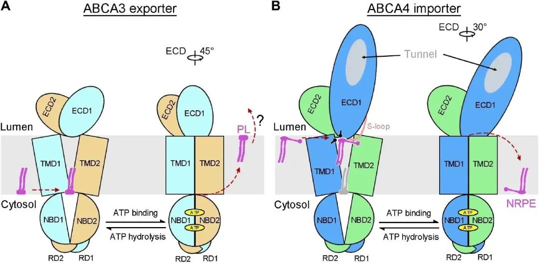 南科大龚欣课题组在ABCA蛋白结构和转运机制模型领域的研究进展_新浪财经_新浪网