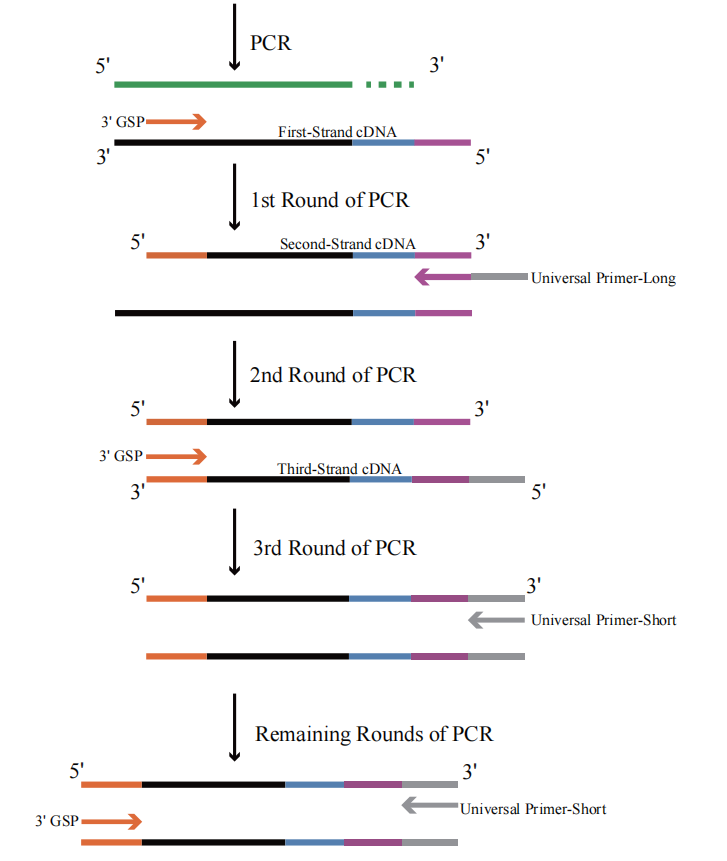 RACE专题 | RACE实验总翻车？吃透原理才能应万变！-手机新浪网