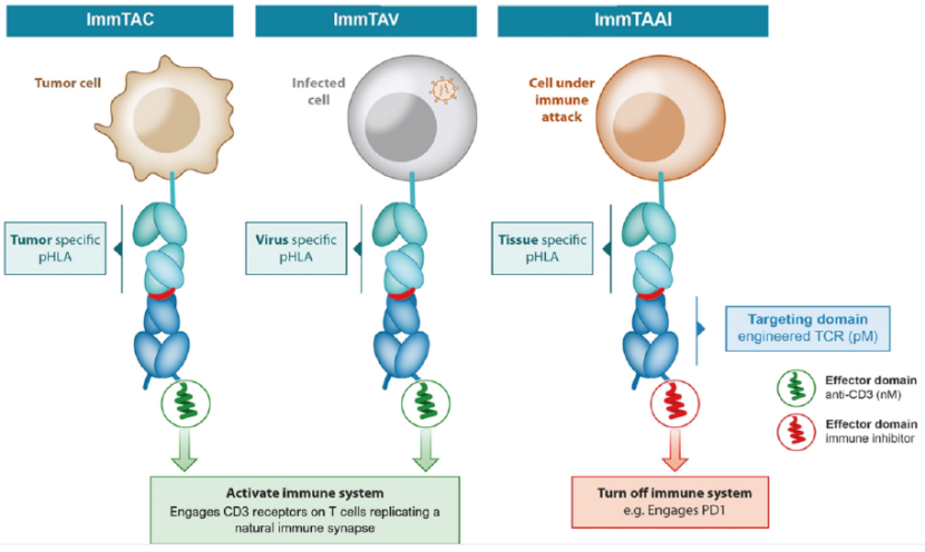 TCR疗法龙头Immunocore管线梳理|肿瘤_新浪财经_新浪网