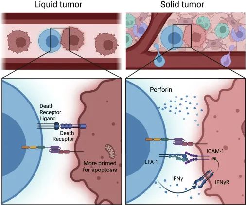 2023 AACR 速报：中国西比曼生物的 GPC3-CAR-T 在晚期肝细胞癌中取得突破|CAR-T_新浪财经_新浪网