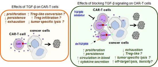 2023 AACR 速报：中国西比曼生物的 GPC3-CAR-T 在晚期肝细胞癌中取得突破|CAR-T_新浪财经_新浪网