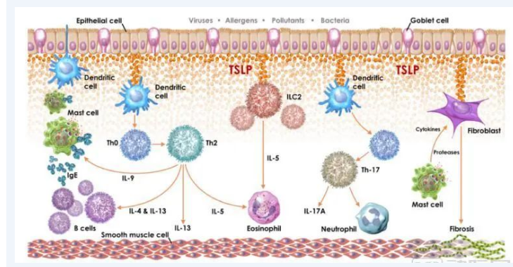 一文读懂TSLP（胸腺基质淋巴细胞生成素）的治疗研发方向|美国_新浪财经_新浪网