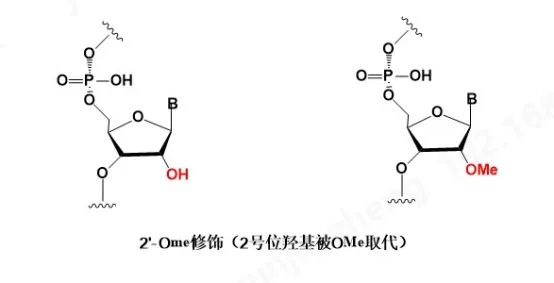 技术分享|浅谈寡核苷酸之单体|核苷酸_新浪财经_新浪网