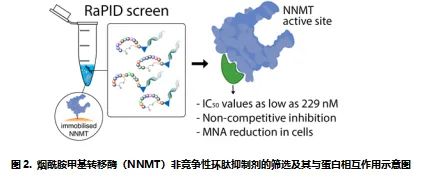 技术分享|mRNA display在多肽体外筛选的应用|多肽_新浪财经_新浪网