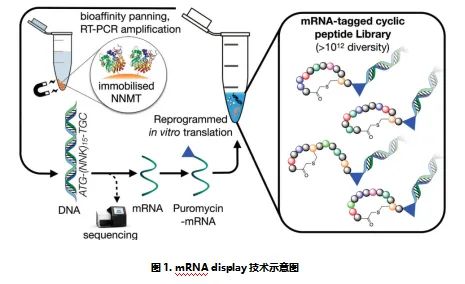 技术分享|mRNA display在多肽体外筛选的应用|多肽_新浪财经_新浪网