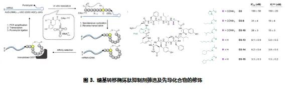 技术分享|mRNA display在多肽体外筛选的应用|多肽_新浪财经_新浪网