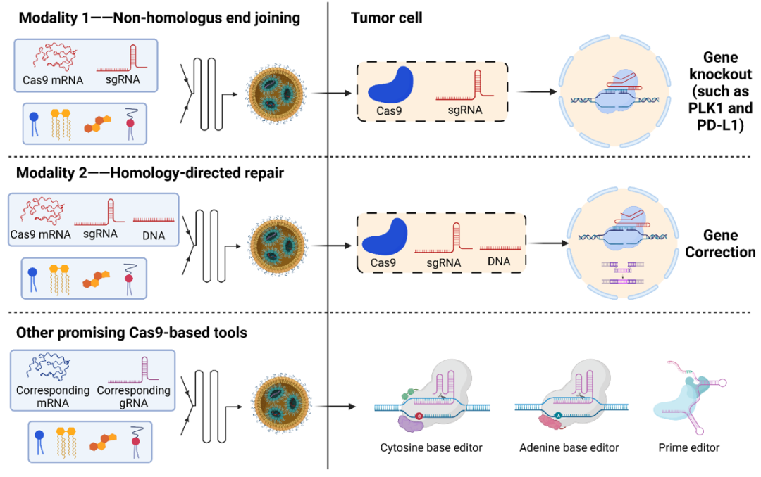 程强/魏妥发表长篇综述：详解mRNA-LNP在癌症治疗中的应用与展望|肿瘤_新浪财经_新浪网