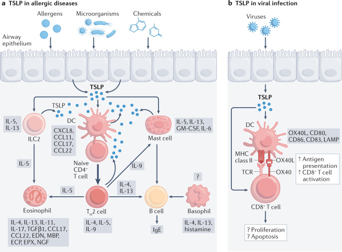 TSLP单抗药物哮喘赛道破局——适用于广泛患者，无表型/生物标志物限制优势明显！|生物_新浪财经_新浪网