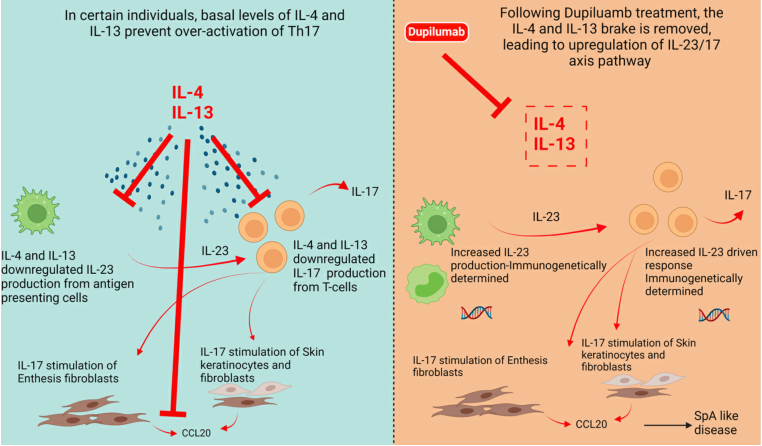 “登高望远”：透过百亿IL-4R度普利尤单抗解创新药突破点|普利_新浪财经_新浪网