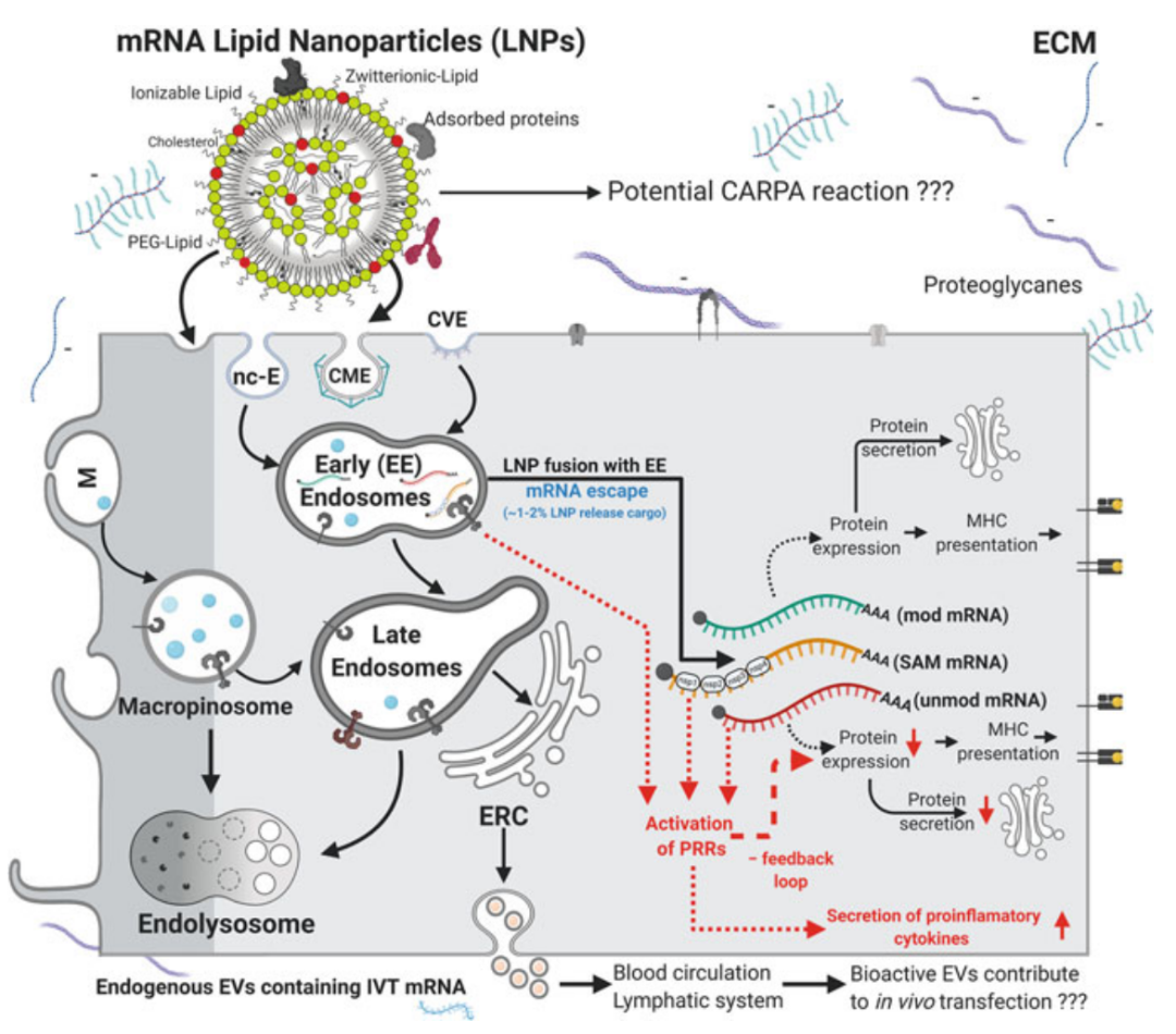 mRNA疫苗的递送载体LNP和给药途径|细胞质_新浪财经_新浪网