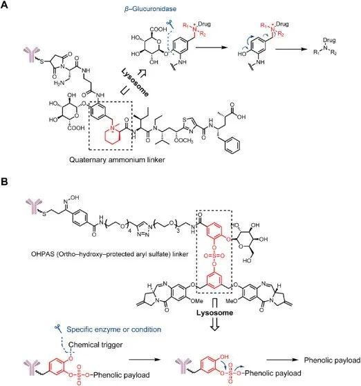 动态 | 偶联药物新型linker和payload的研发现状|肿瘤_新浪财经_新浪网