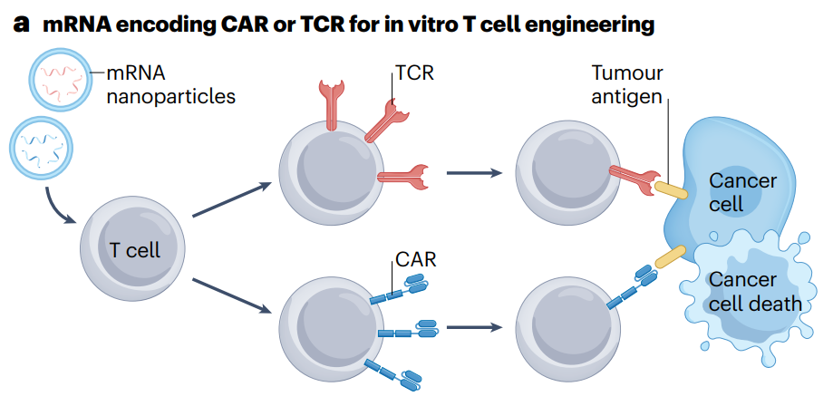 mRNA编码CARs或TCRs，即CAR或TCR-mRNA工程T细胞|肿瘤_新浪财经_新浪网
