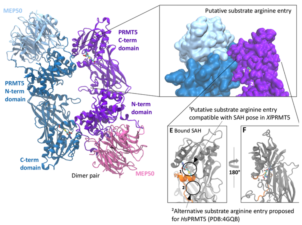 合成致死新兴靶点——PRMT5潜力几何？引GSK、AZ、先声、石药等药企纷纷布局_新浪财经_新浪网
