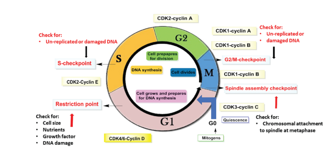 临床CDK2抑制剂：选择性和有效性的趋势 | 「药时代靶点说」系列文章|肿瘤_新浪财经_新浪网
