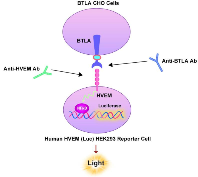 【免疫新峥嵘】BTLA/HVEM：布局ICP治疗下一个十年|肿瘤_新浪财经_新浪网