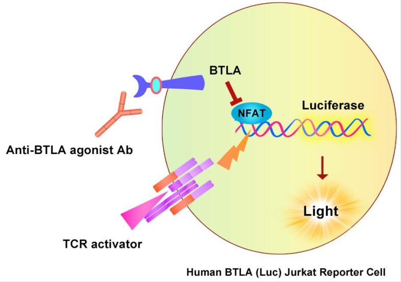 【免疫新峥嵘】BTLA/HVEM：布局ICP治疗下一个十年|肿瘤_新浪财经_新浪网
