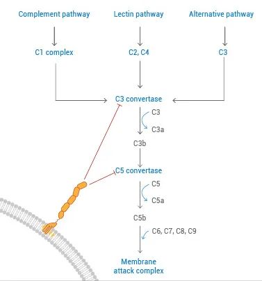 CD55和CD97：癌症治疗研究新兴靶点|肿瘤_新浪财经_新浪网