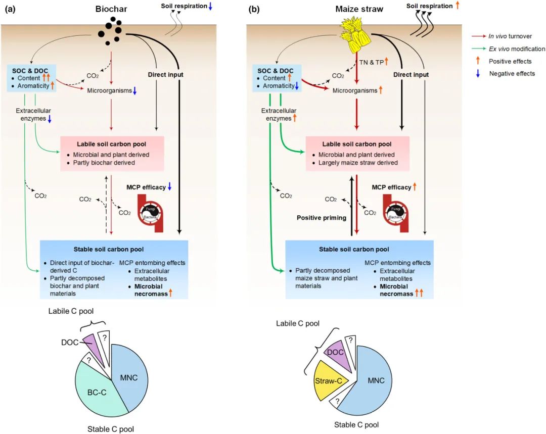 GCB | 土壤有机碳库的形成受溶解有机质结构和微生物碳泵效能的调控|有机碳_新浪财经_新浪网