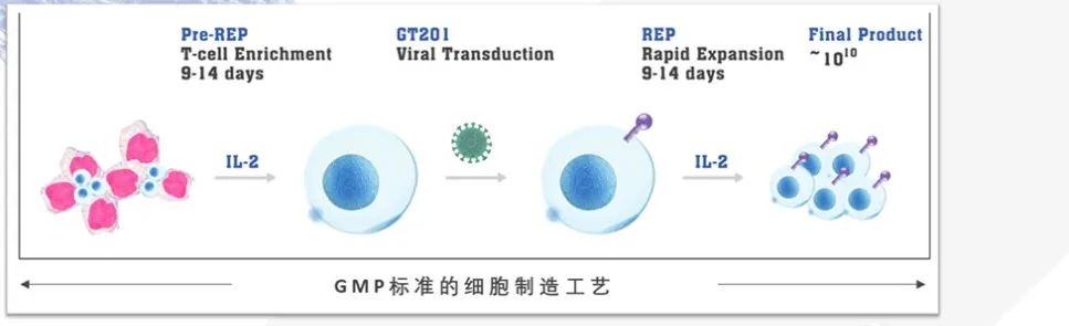沙砾生物：基因编辑型TIL产品获得NMPA临床试验许可|生物_新浪财经_新浪网