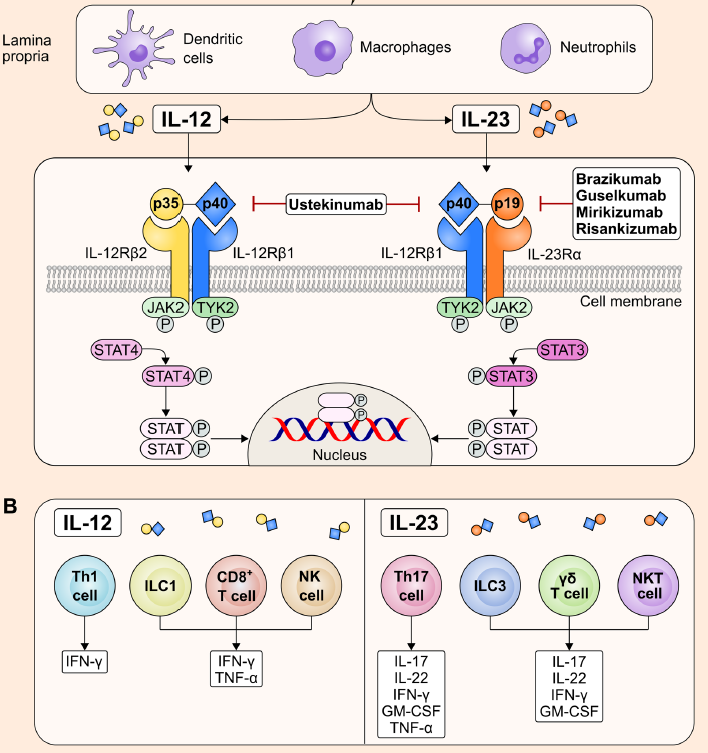从JAK到IL-23，礼来的自免疗法版图_新浪财经_新浪网