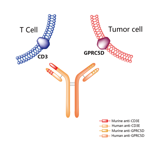 全球首款！GPRC5D/CD3双抗获FDA批准上市，GPRC5D在研药物概览|FDA_新浪财经_新浪网