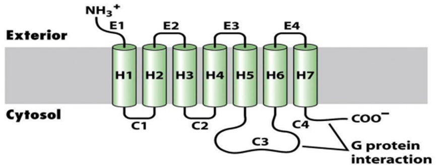 全球首款！GPRC5D/CD3双抗获FDA批准上市，GPRC5D在研药物概览|FDA_新浪财经_新浪网